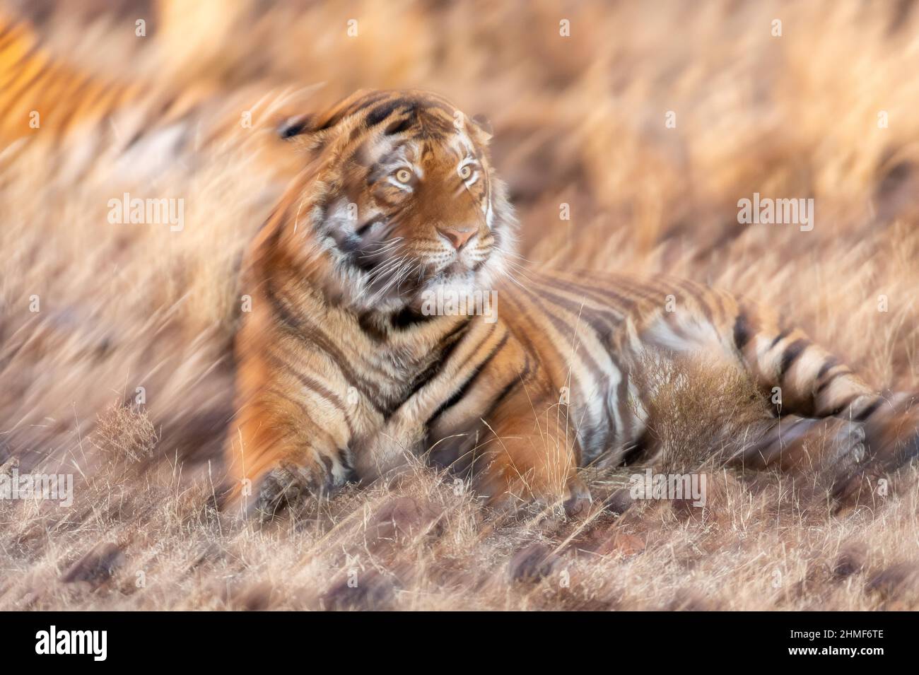 Bengal tiger (Panthera tigris tigris) through motion blur, Tiger Canyon ...