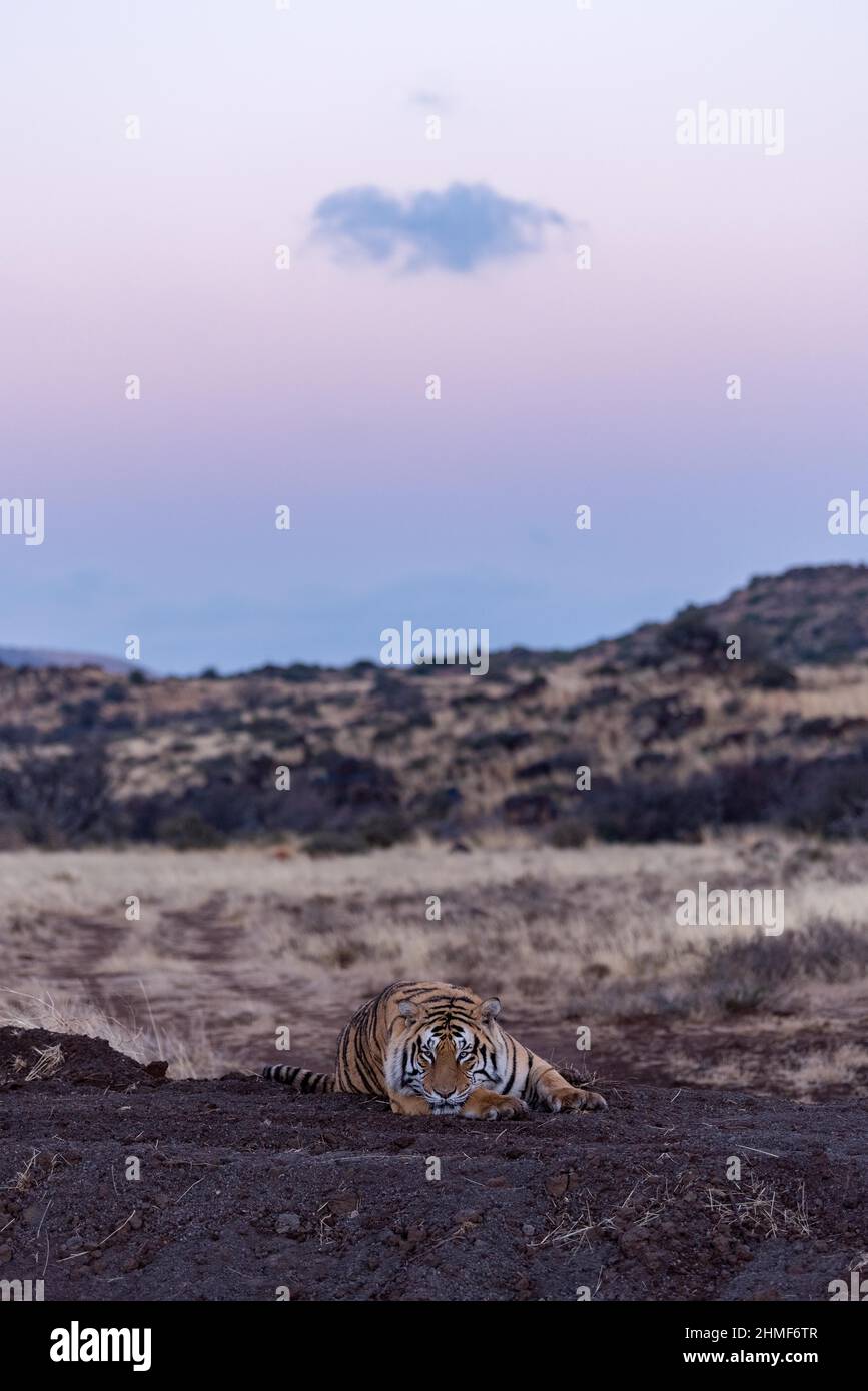 Bengal tiger (Panthera tigris tigris) lying on mound after sunset ...