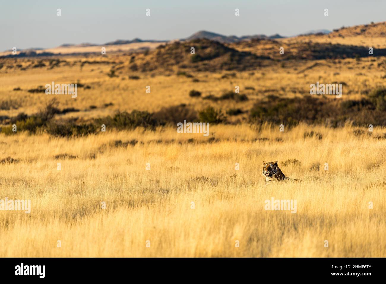 Bengal tiger (Panthera tigris tigris) lying in the grasslands, Tiger ...
