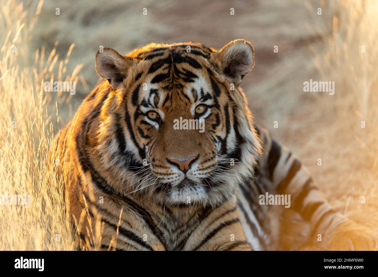 Bengal tiger (Panthera tigris tigris) portrait, Tiger Canyon Farm ...