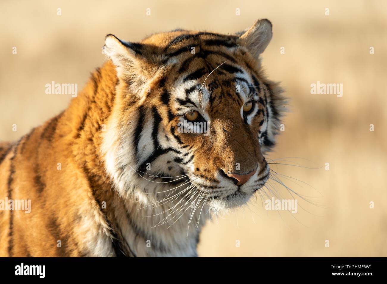 Bengal tiger (Panthera tigris tigris) portrait, Tiger Canyon Farm ...