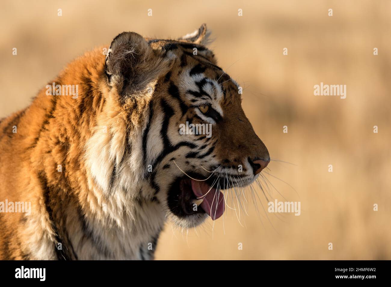 Bengal tiger (Panthera tigris tigris) portrait, Tiger Canyon Farm ...
