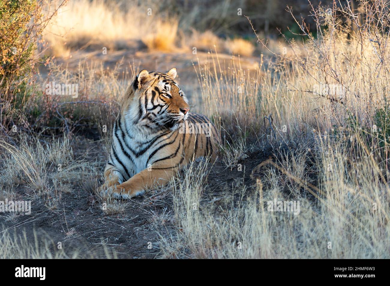 Bengal tiger (Panthera tigris tigris) lying among grass and bushes ...