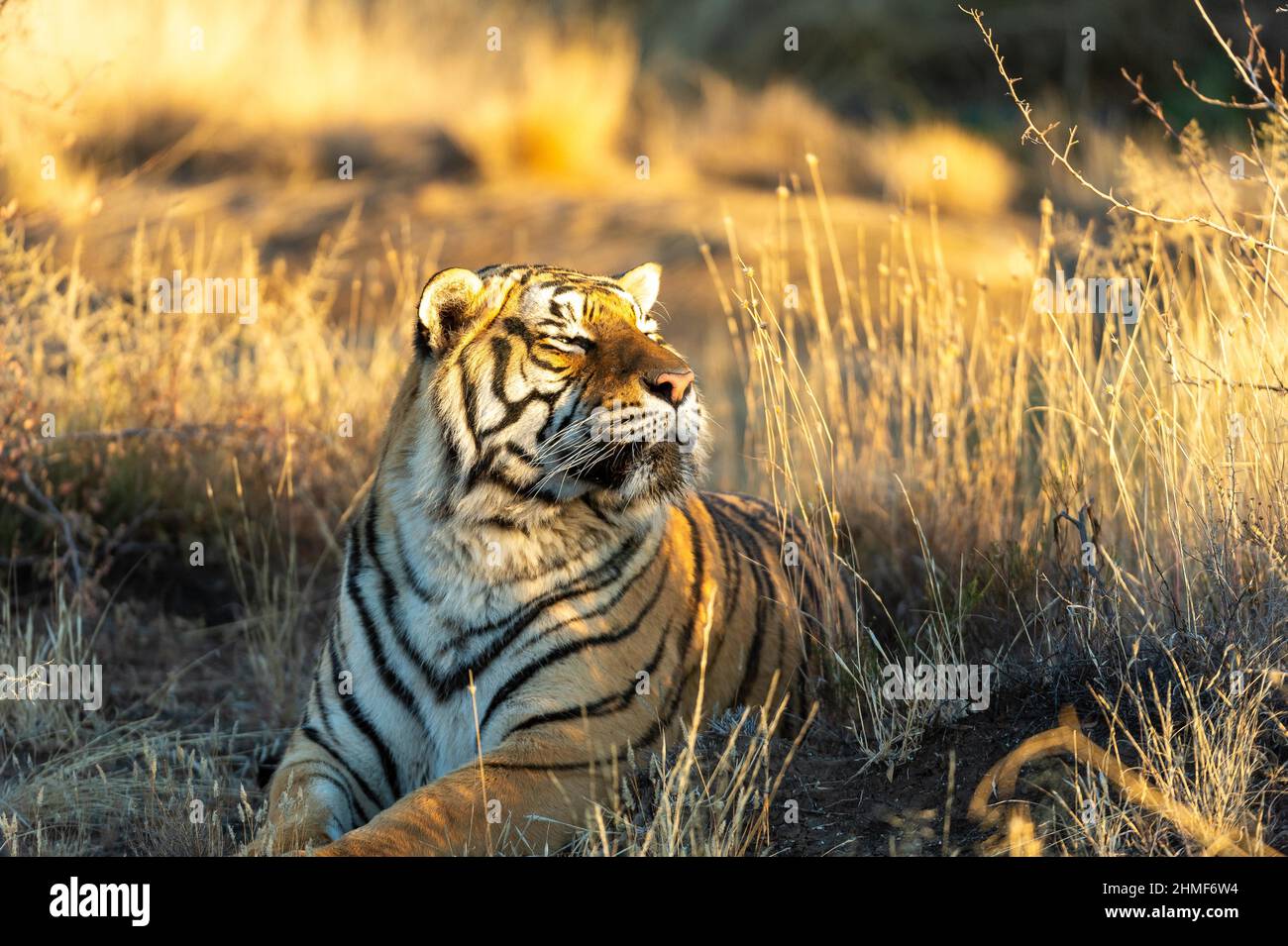 Bengal tiger (Panthera tigris tigris) lying among grass and bushes ...