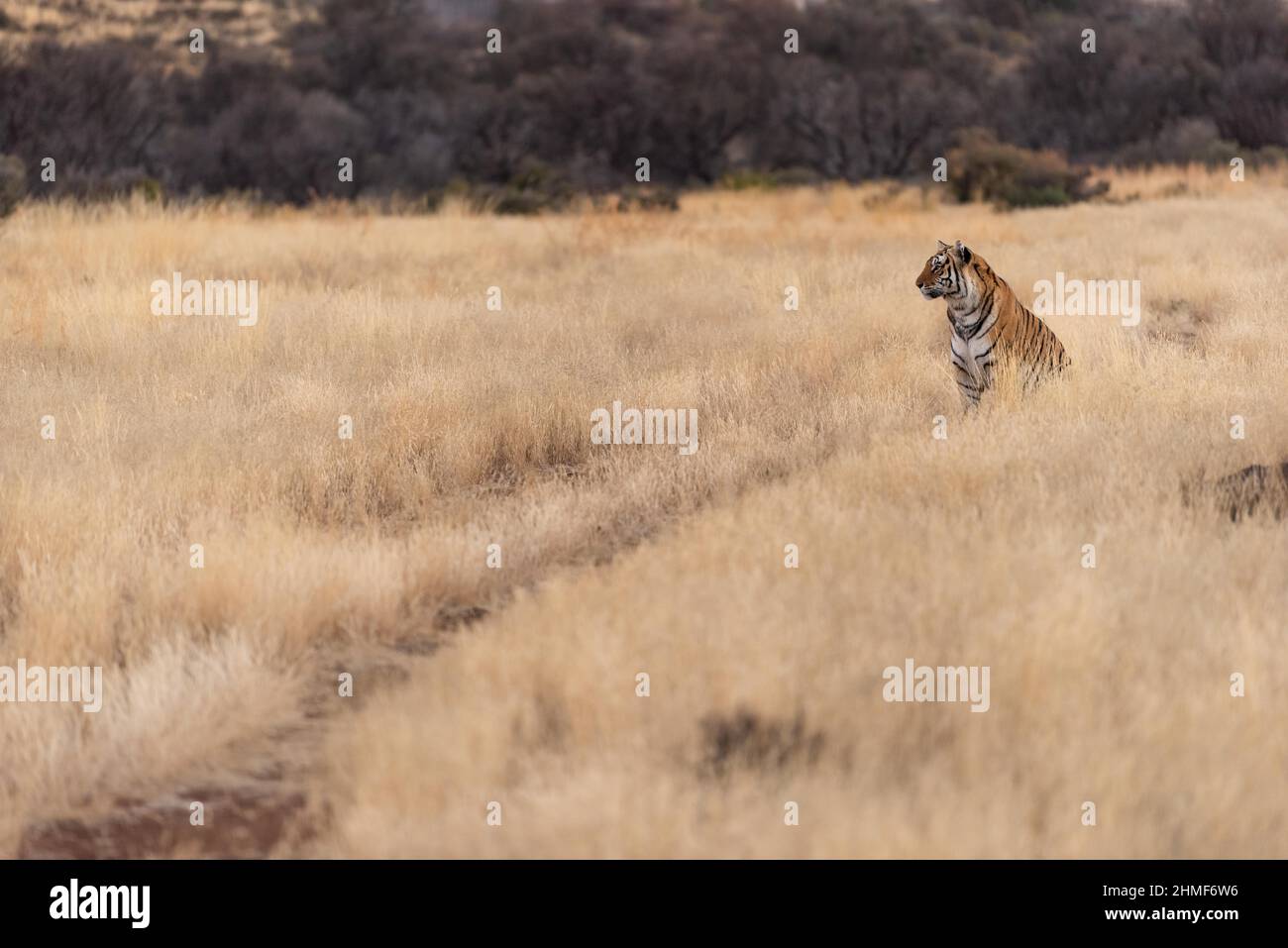 Bengal tiger (Panthera tigris tigris) sitting in tall grass, Tiger ...