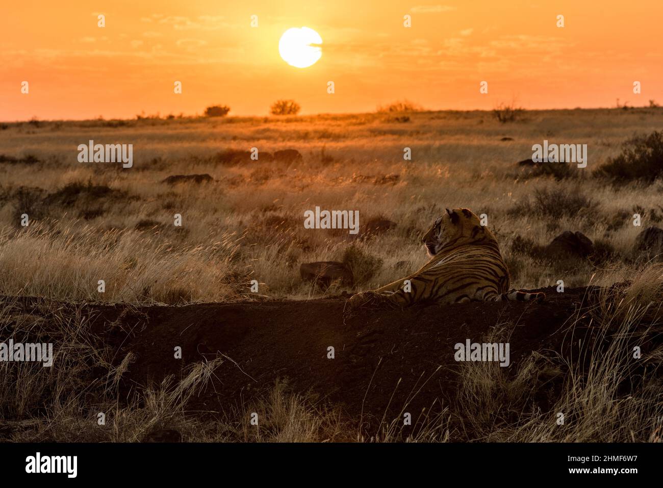 Bengal tiger (Panthera tigris tigris) lying on mound at setting sun ...