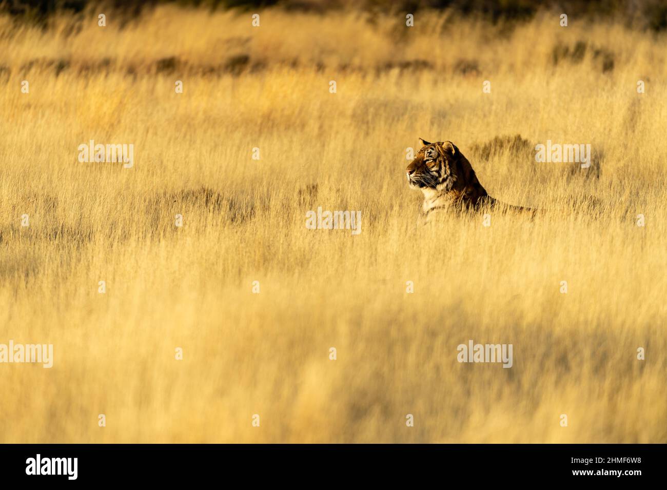 Bengal tiger (Panthera tigris tigris) Lying in the tall grass in the ...