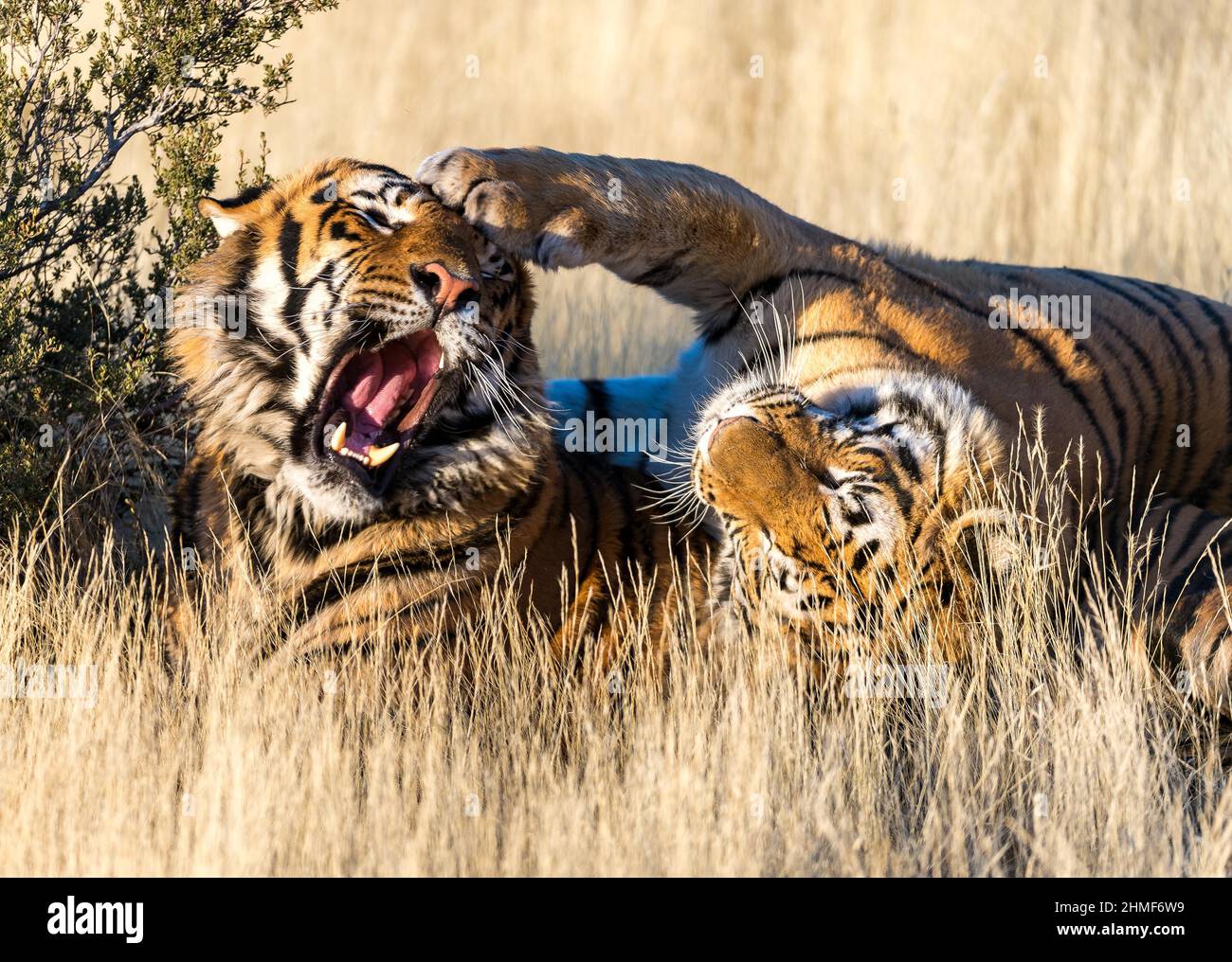 Bengal tiger (Panthera tigris tigris) Pairs cuddling together, Tiger ...