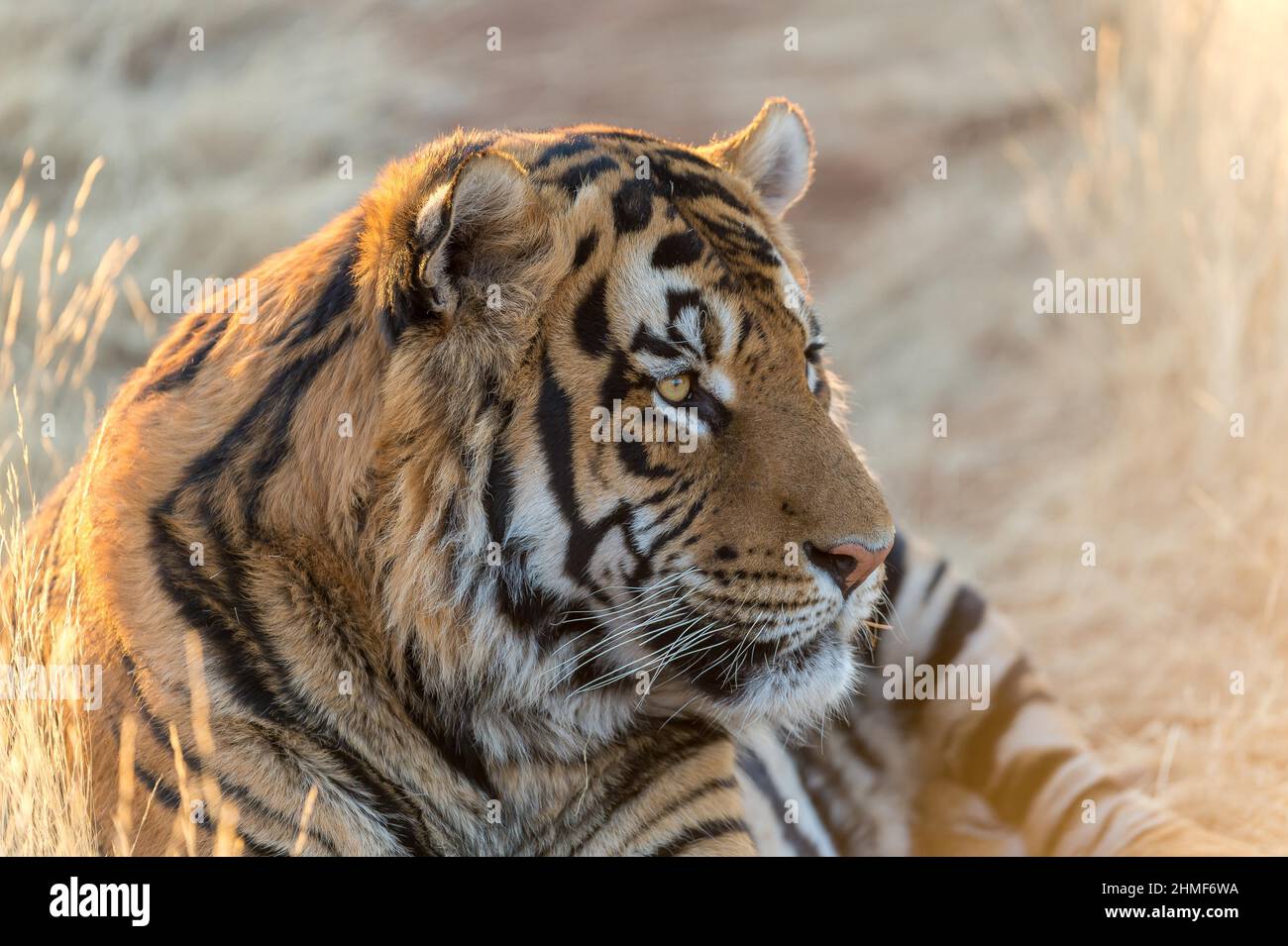 Bengal tiger (Panthera tigris tigris) portrait, Tiger Canyon Farm ...