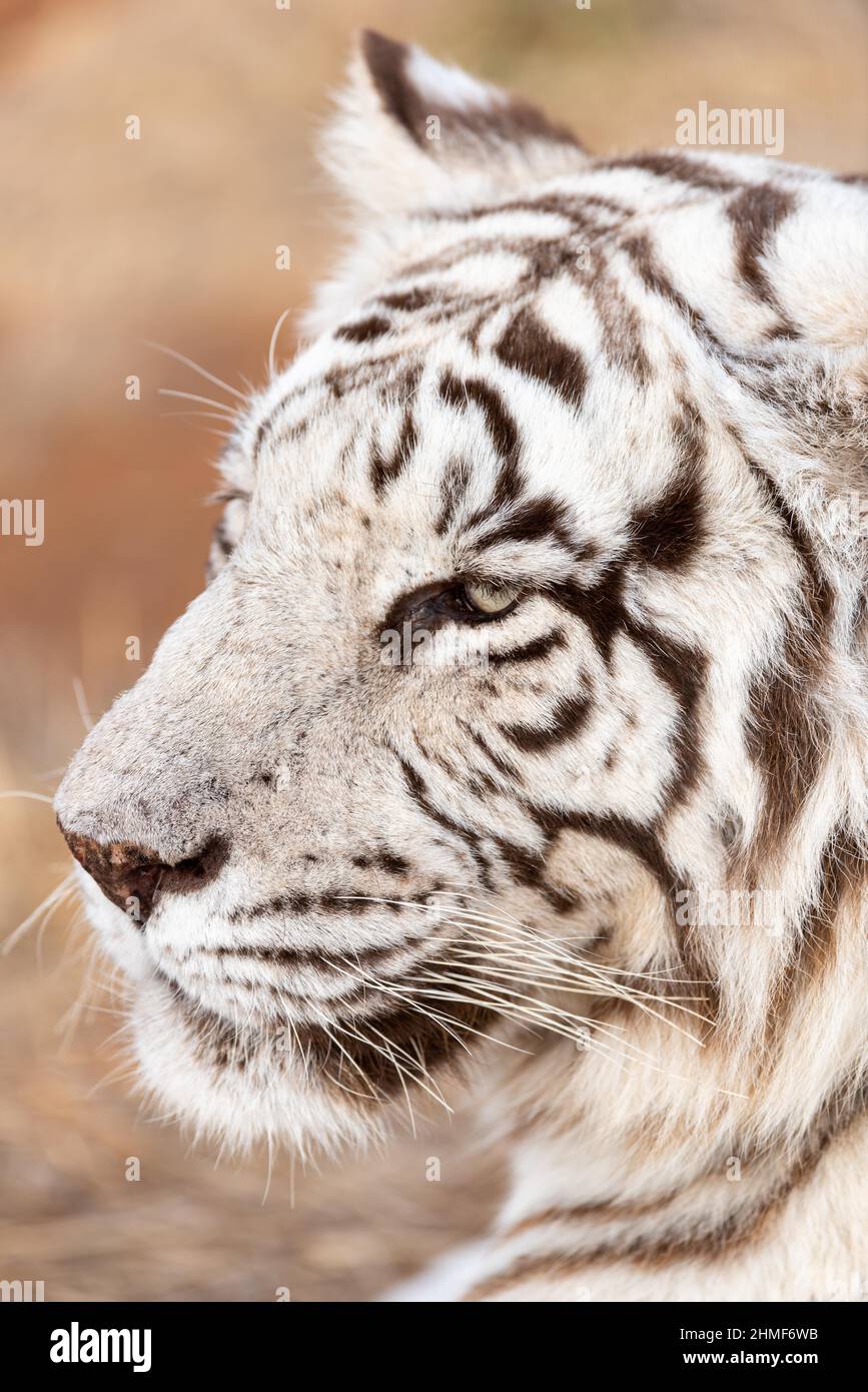 White bengal tiger (Panthera tigris tigris) portrait, Tiger Canyon Farm ...