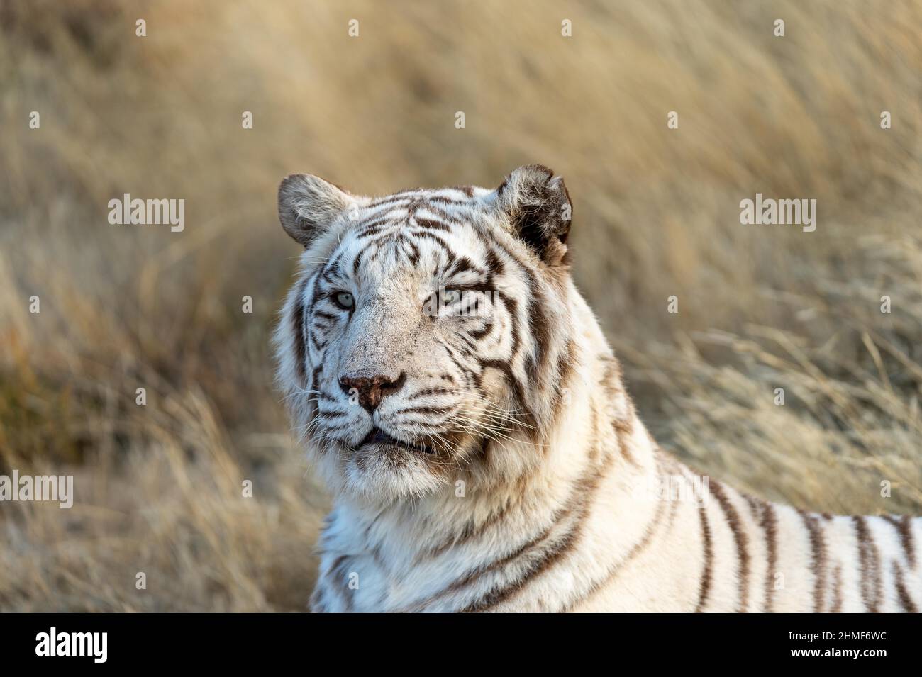 White bengal tiger (Panthera tigris tigris) portrait, Tiger Canyon Farm ...