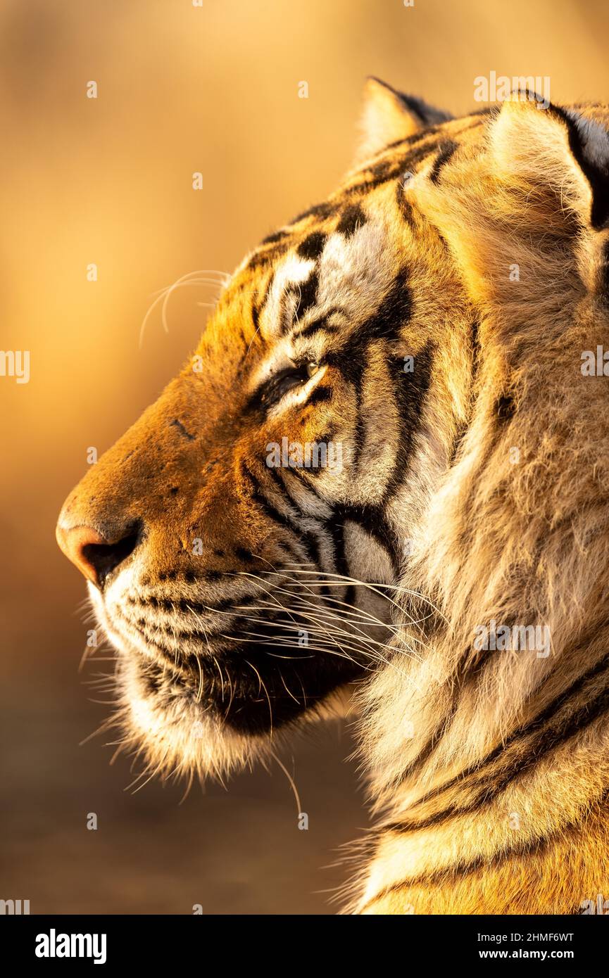 Bengal tiger (Panthera tigris tigris) portrait, Tiger Canyon Farm ...
