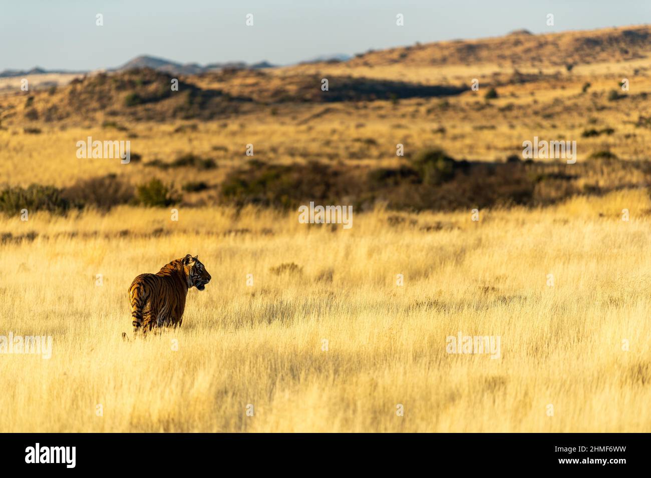 Bengal tiger (Panthera tigris tigris) standing in the grasslands, Tiger ...
