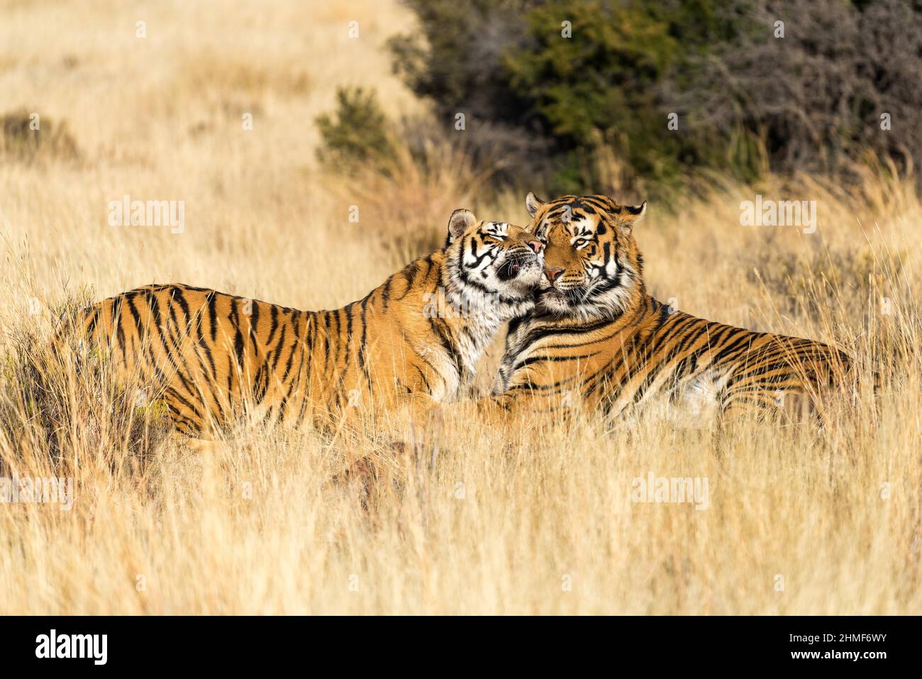 Bengal tiger (Panthera tigris tigris) Female tiger rubbing against male ...