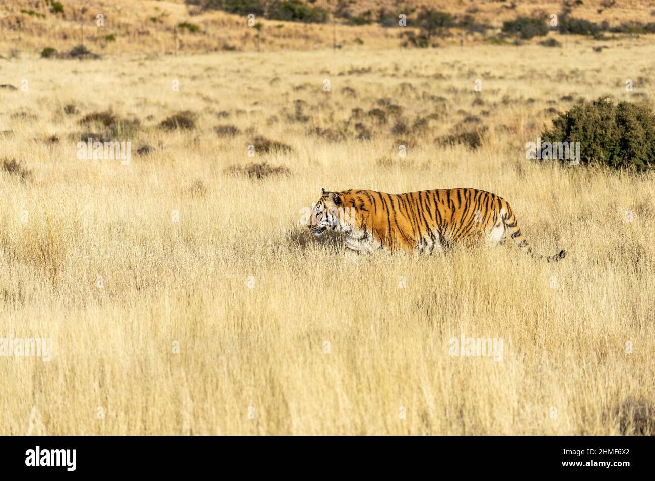 Bengal tiger (Panthera tigris tigris) creeps through the grass, Tiger ...