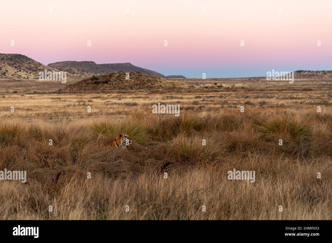 Bengal tiger (Panthera tigris tigris) lying in the grasslands, Tiger ...