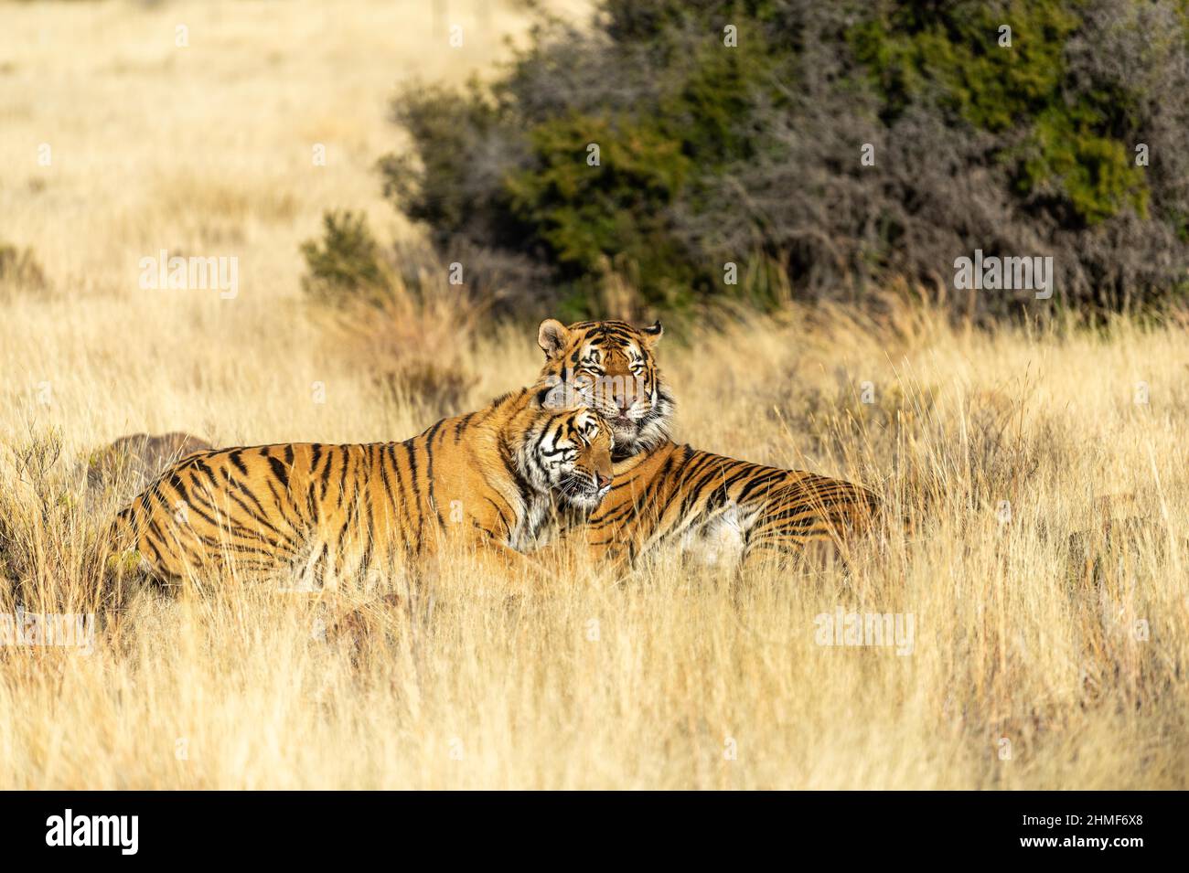 Bengal tiger (Panthera tigris tigris) Female tiger rubbing against male ...