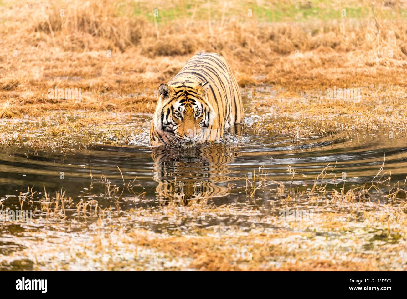 Bengal tiger (Panthera tigris tigris) walks through water, Tiger Canyon ...