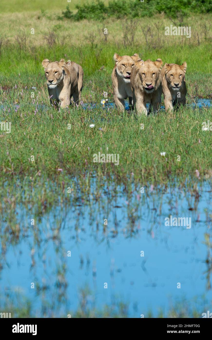 Lion 4 lions (Panthera leo) walking through the swamp landscape, Kwara ...