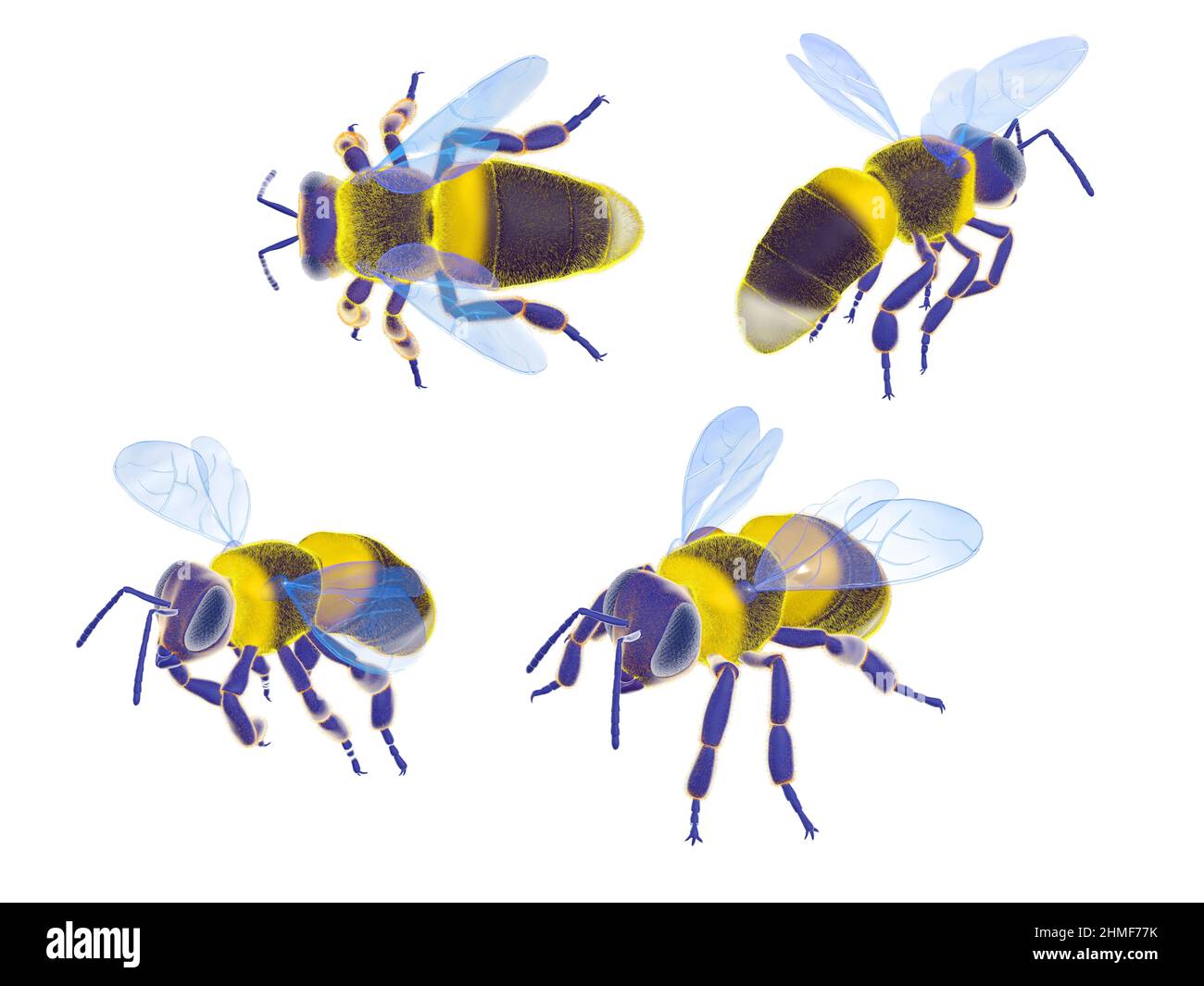Realistic style bee 3d illustration. From various points of view, cut ...