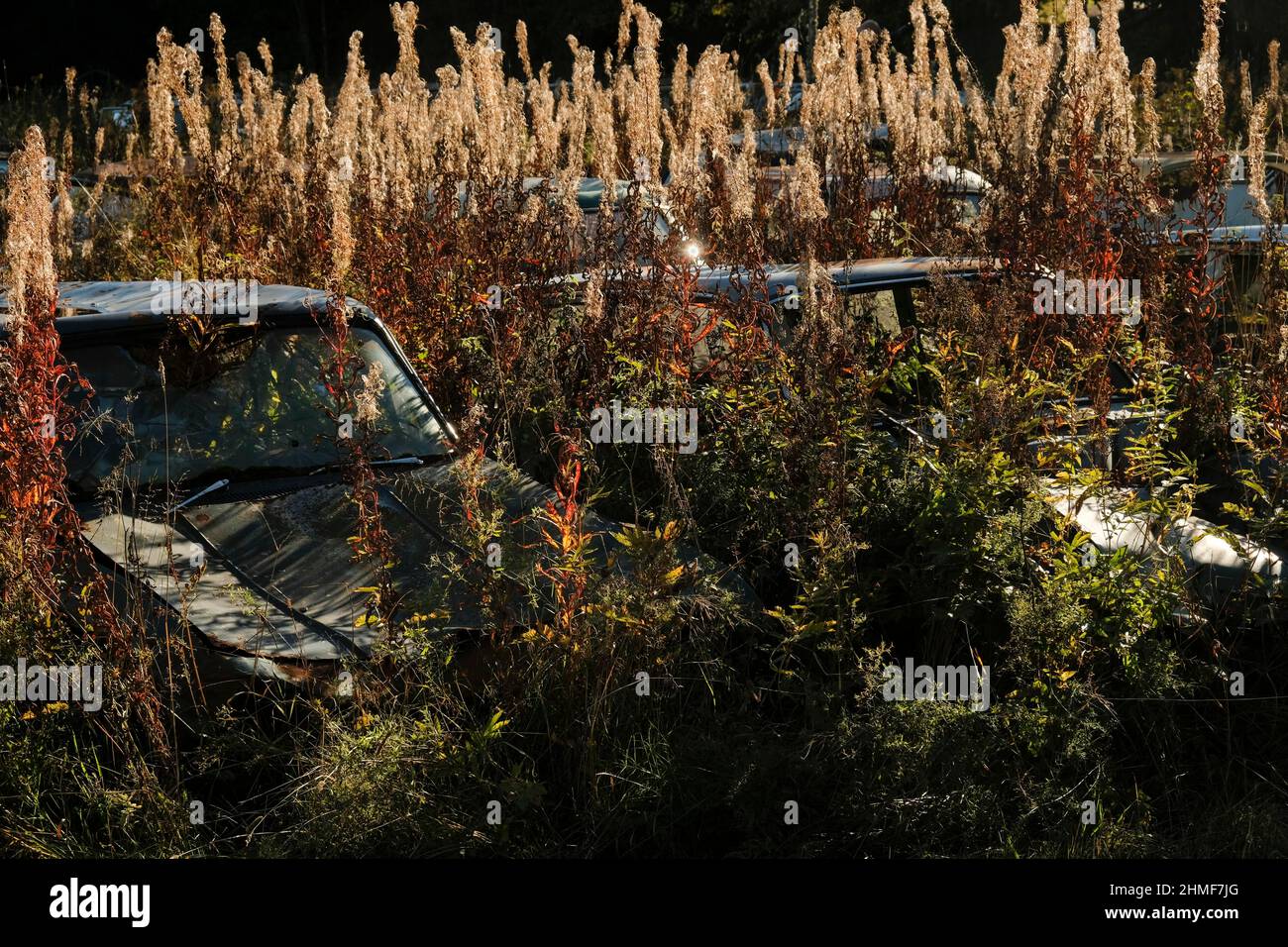Scrap cars overgrown by bushes, Bastnaes car cemetery, Vaermland ...