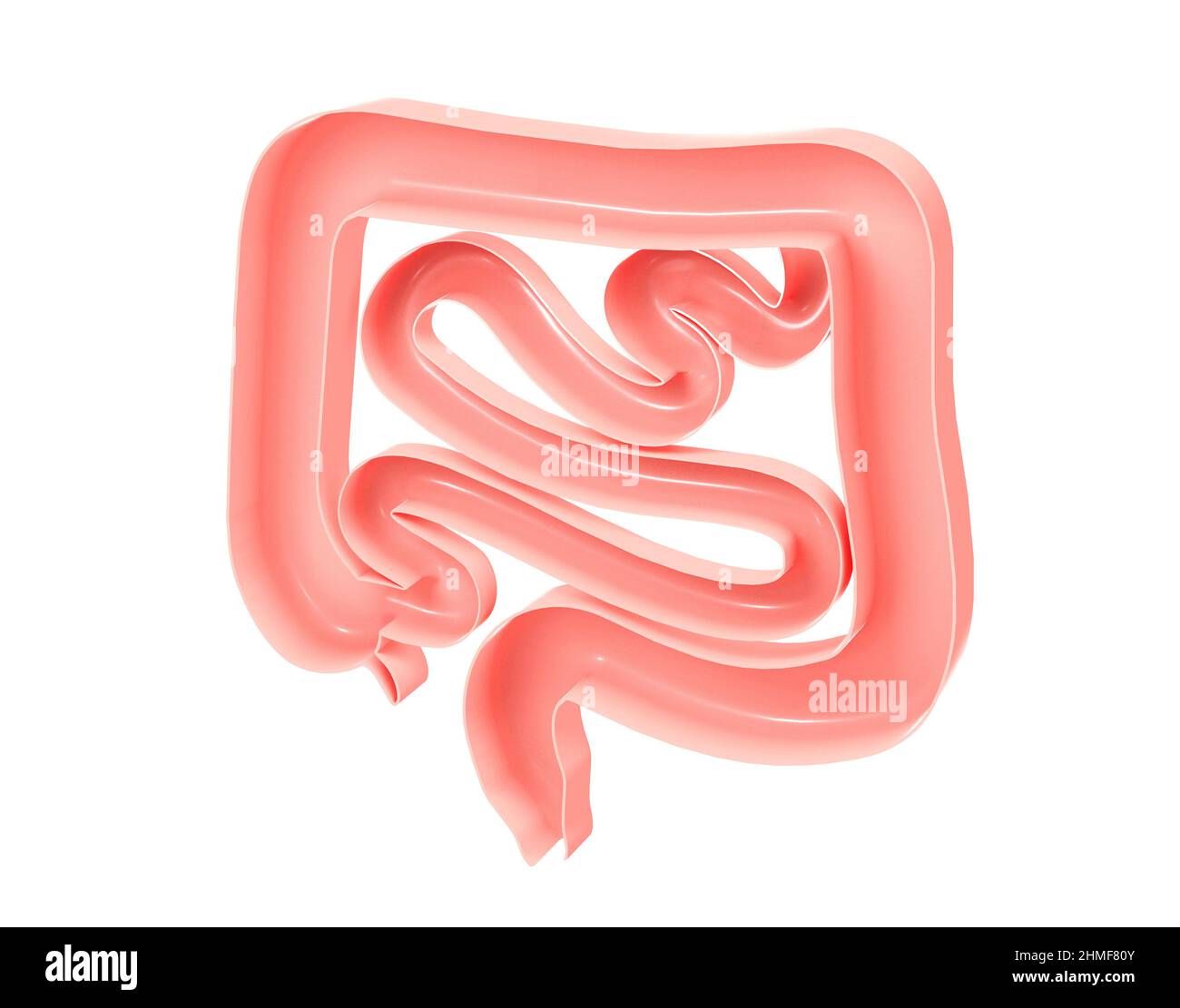 Anatomical 3d illustration of the large and small intestine. Showing ...