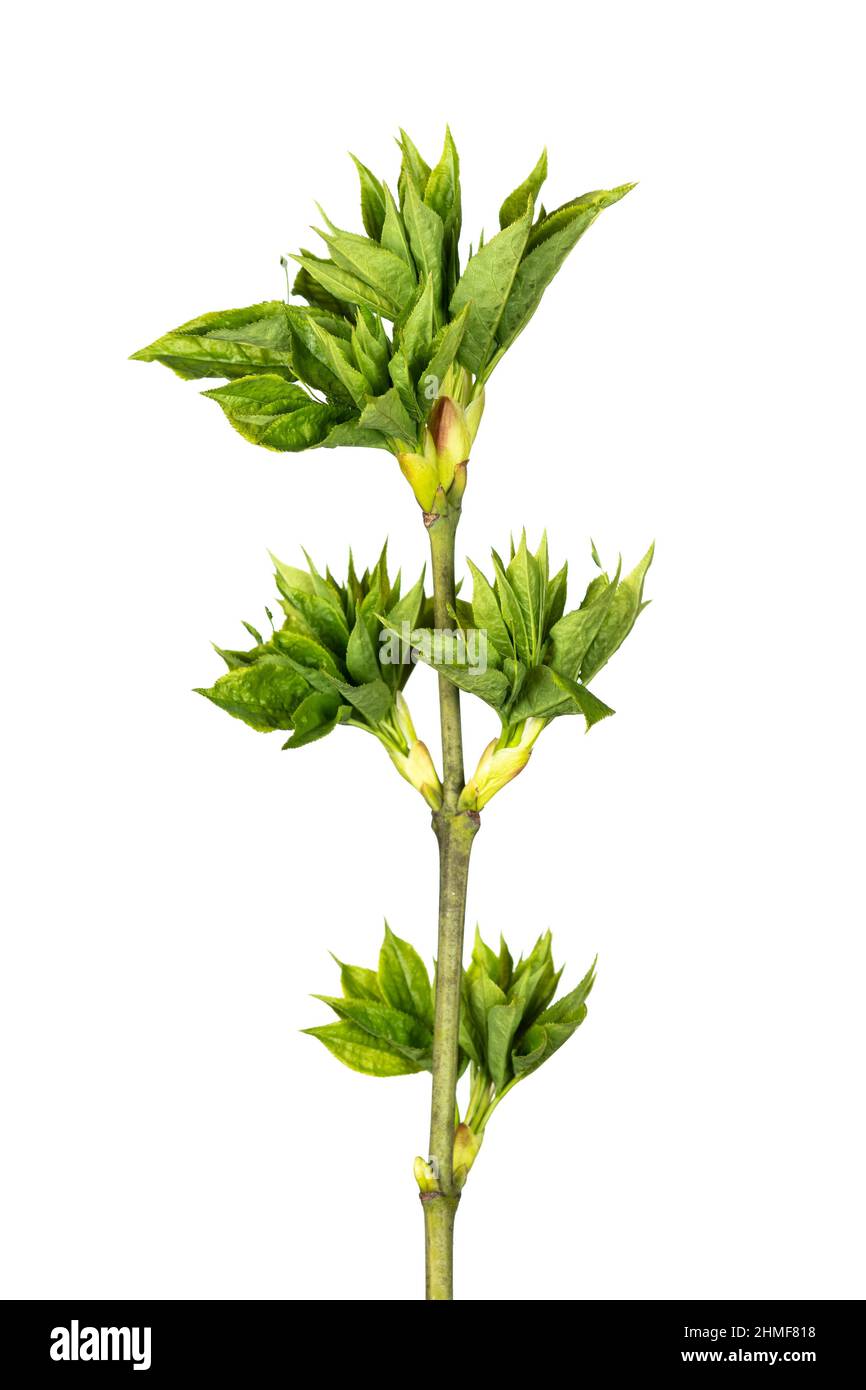 European bladdernut (Staphylea pinnata), cropped, white background ...