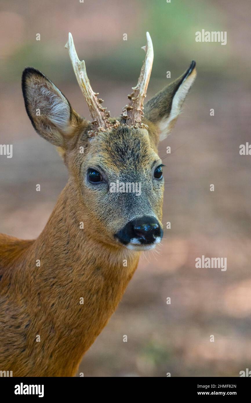 Buck with horns hi-res stock photography and images - Alamy