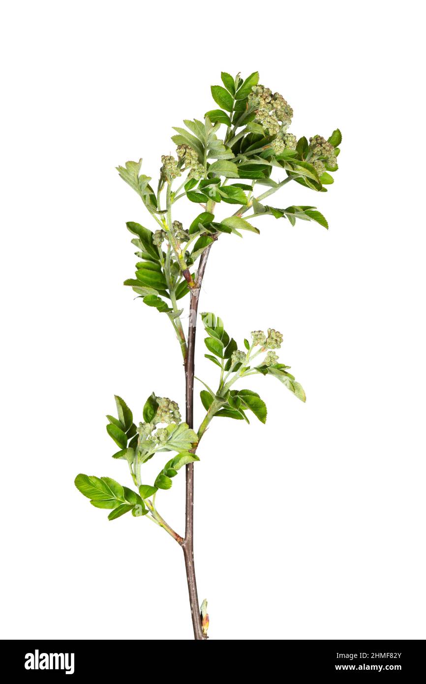 Mountain ash Burka (Sorbus Hybride Burka), isolated, white background ...
