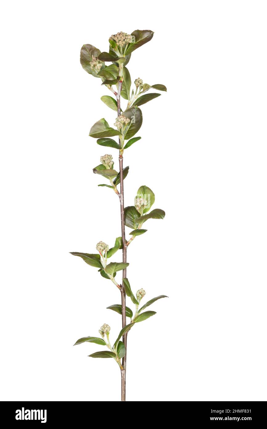 Black chokeberry (Aronia melanocarpa), dwarf birdberry, cropped, white ...