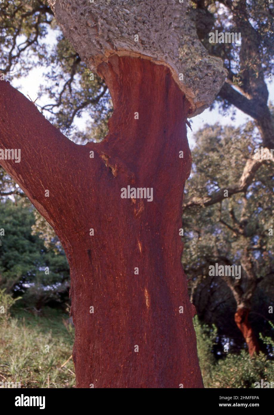 Cork from cork oak trees hi-res stock photography and images - Alamy