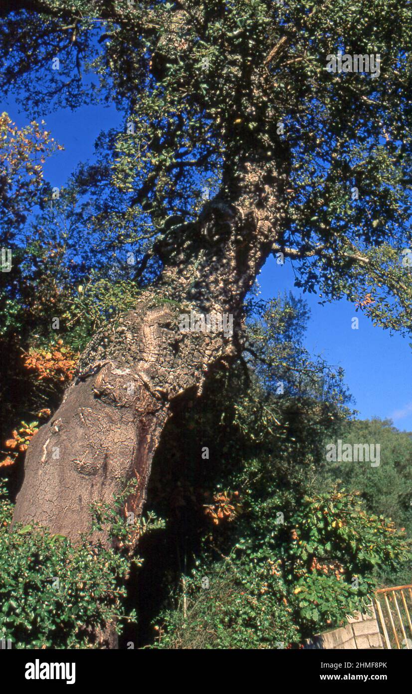 Cork oak tree in Sardinia, Italy (scanned from colorslide Stock Photo ...