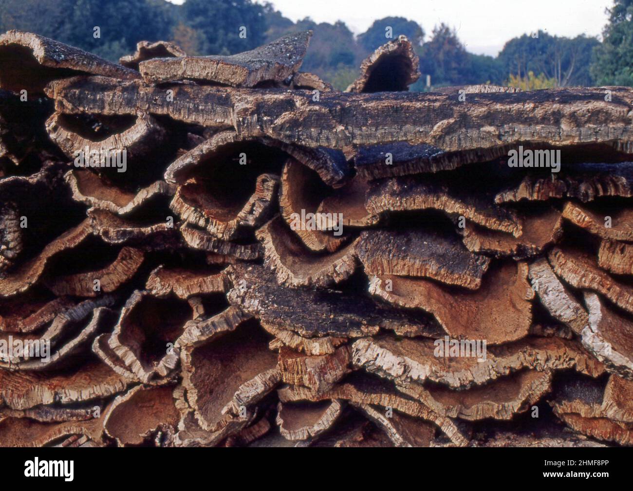 Freshly picked cork in seasoning in Sardinia, Italy (scanned from ...