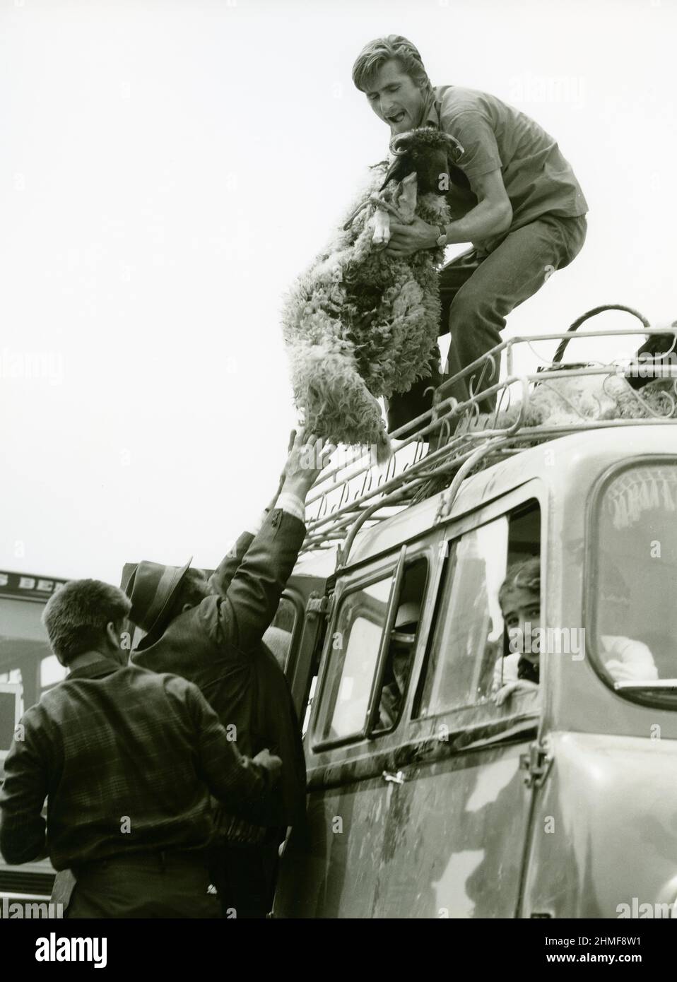 Loading sheep hi-res stock photography and images - Alamy