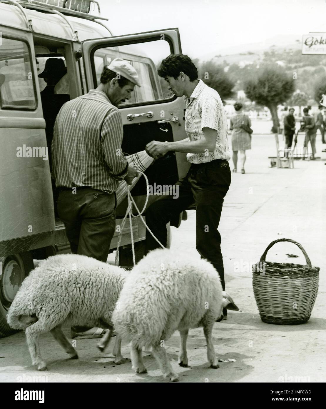 Loading sheep after market, Bodrum, Bueyueksehir Province, Turkey Stock ...