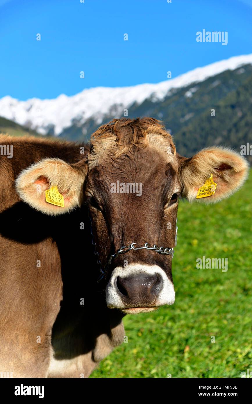 Cattle without horn cattles hi-res stock photography and images - Alamy