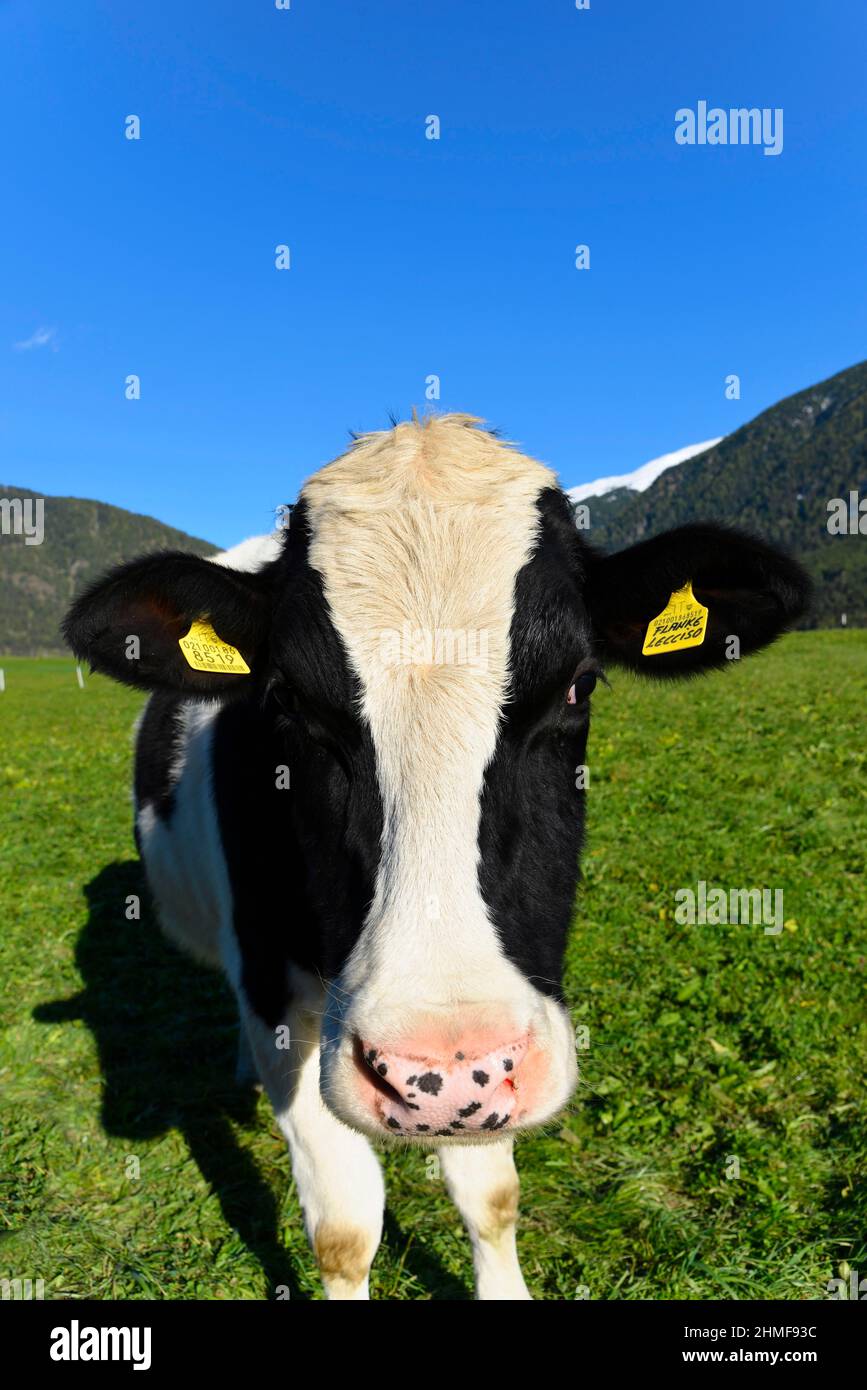 Cattle without horn cattles hi-res stock photography and images - Alamy
