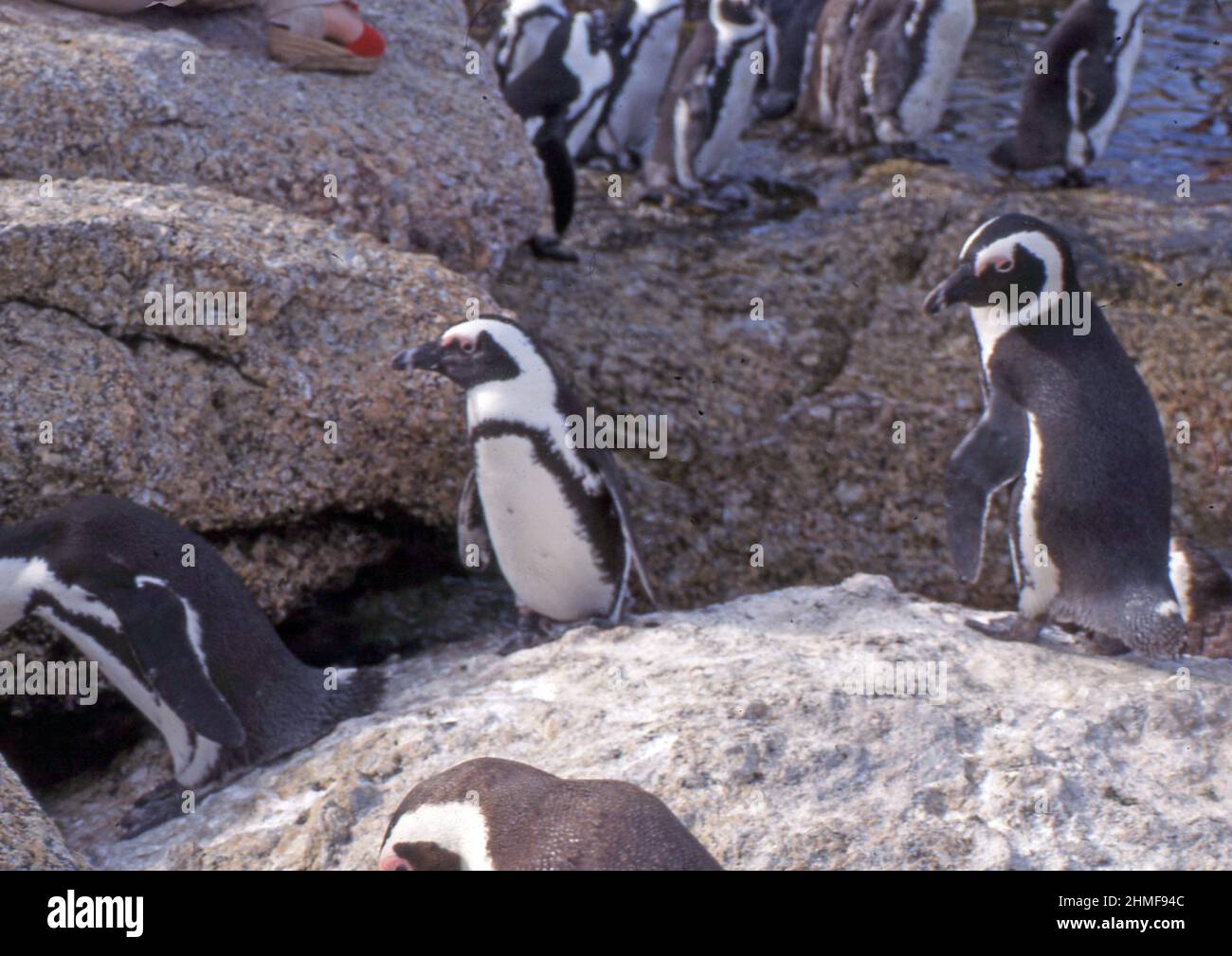 Capetown, South Africa. Pengouin Bay (scanned from colorslide Stock ...
