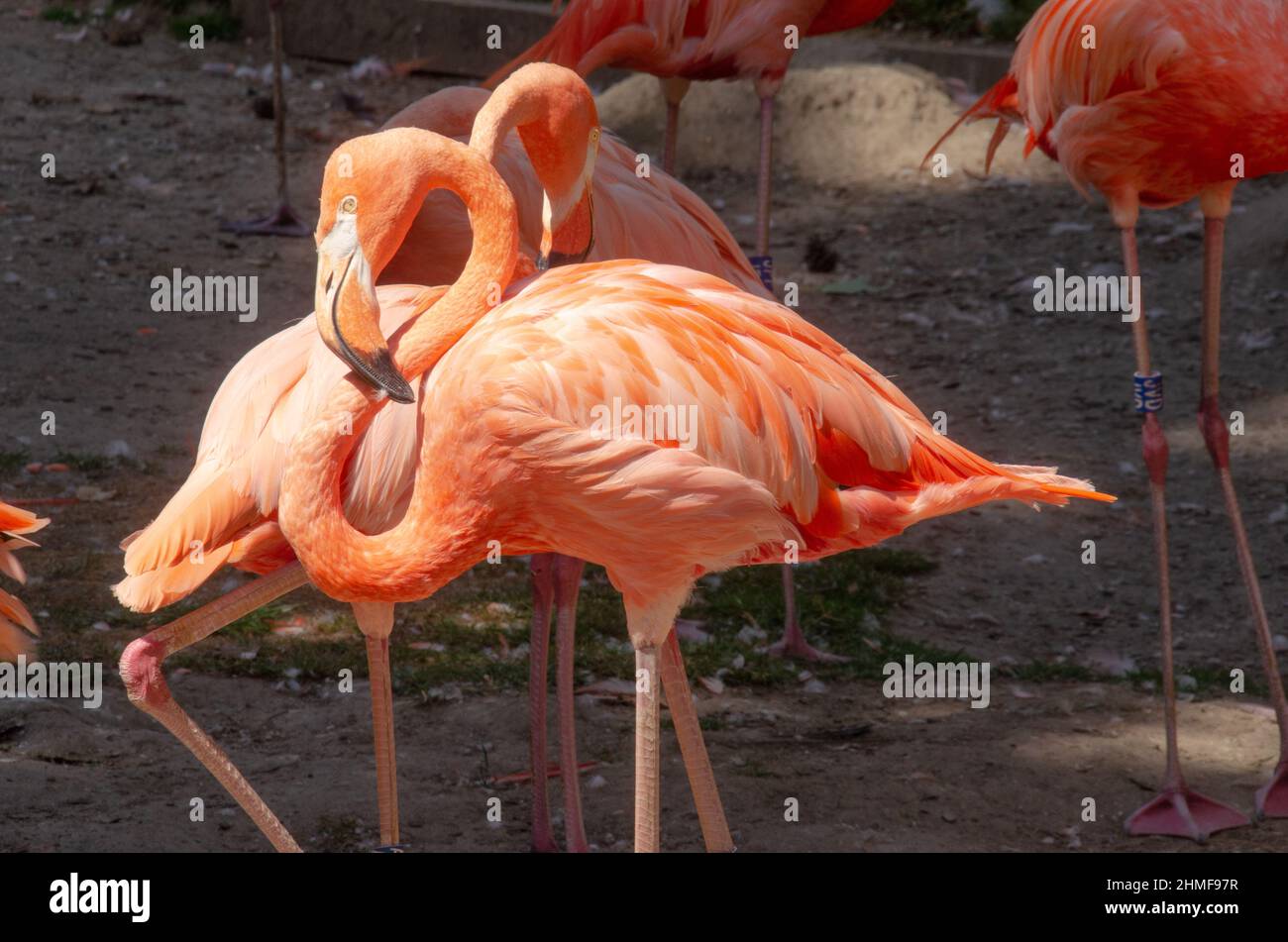 Zoo Köln- Die Flamingos sind die einzige Familie innerhalb der Ordnung ...