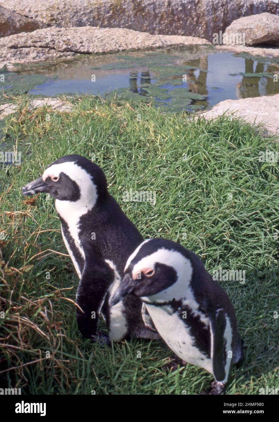 Capetown, South Africa. Pengouin Bay (scanned from colorslide Stock ...