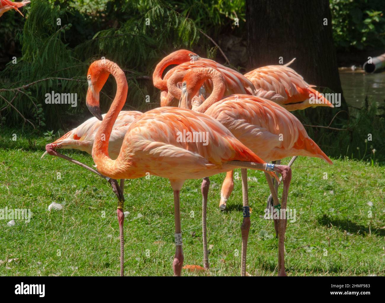 Zoo Köln- Die Flamingos sind die einzige Familie innerhalb der Ordnung ...