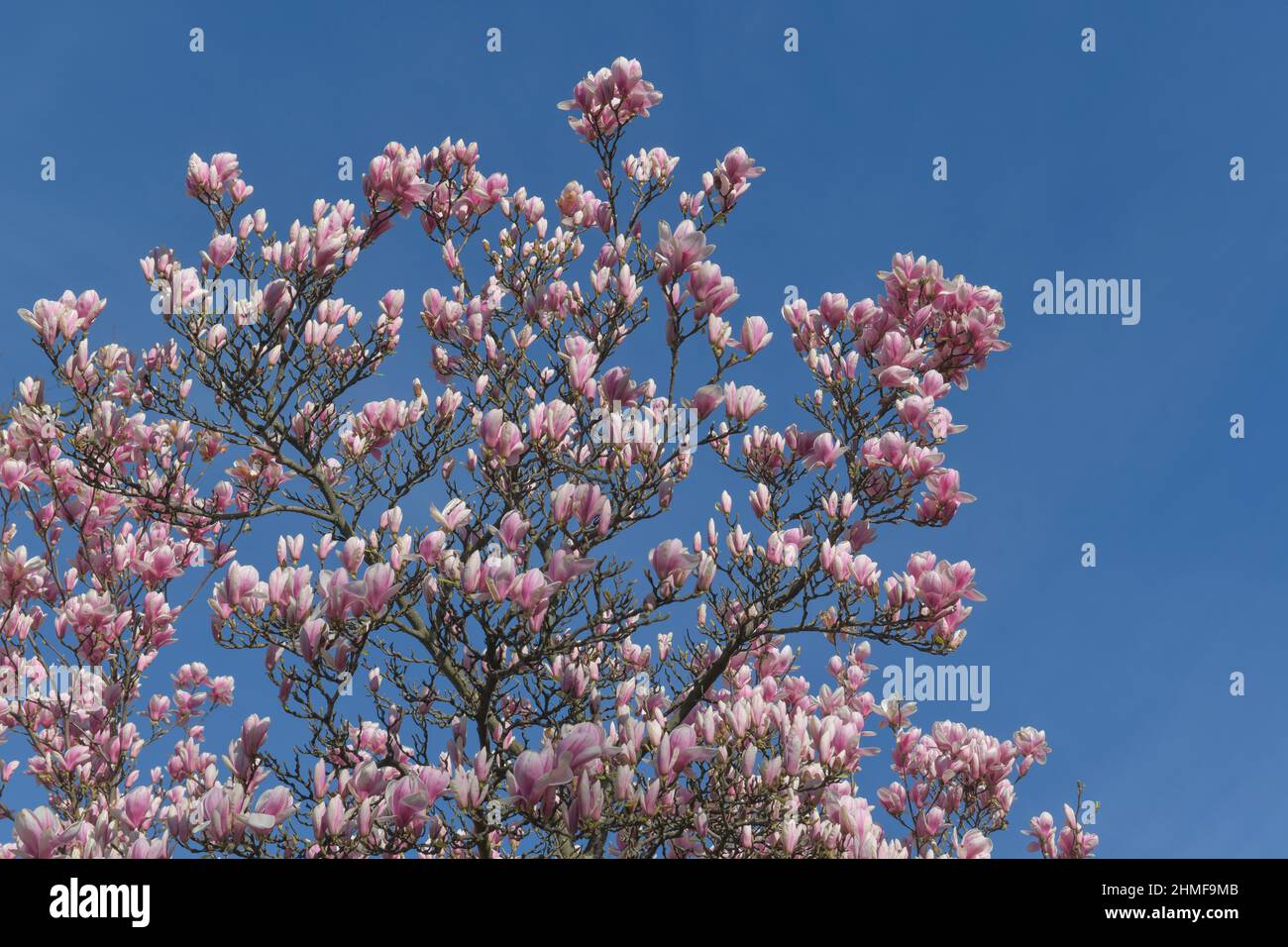 Light Pink magnolias (Magnolia Stock Photo - Alamy