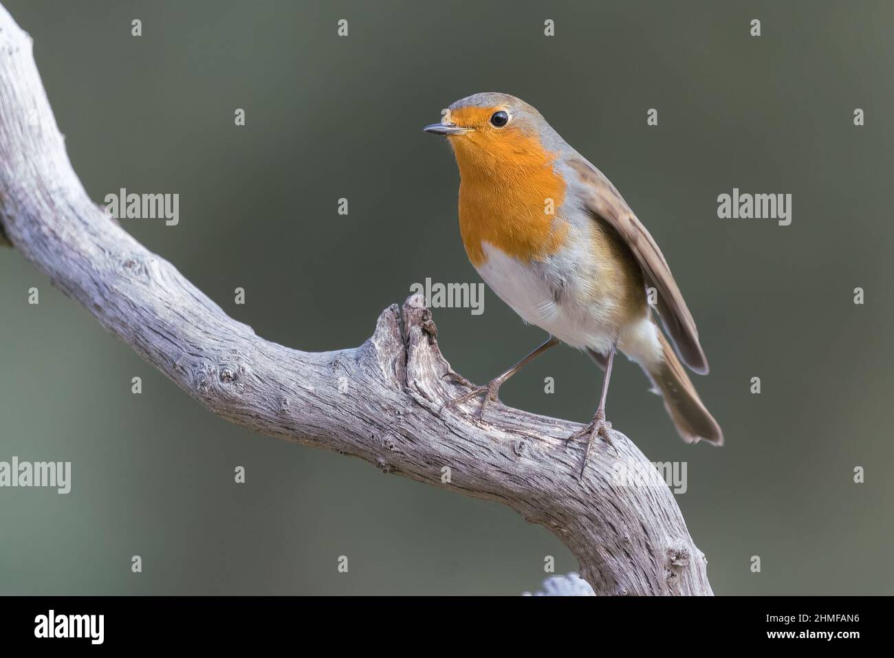Insectivorous forest birds hi-res stock photography and images - Alamy