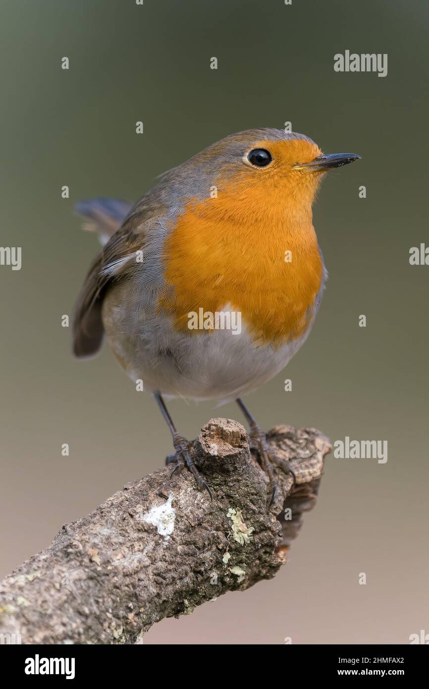 Common robin perched in the forest Stock Photo - Alamy