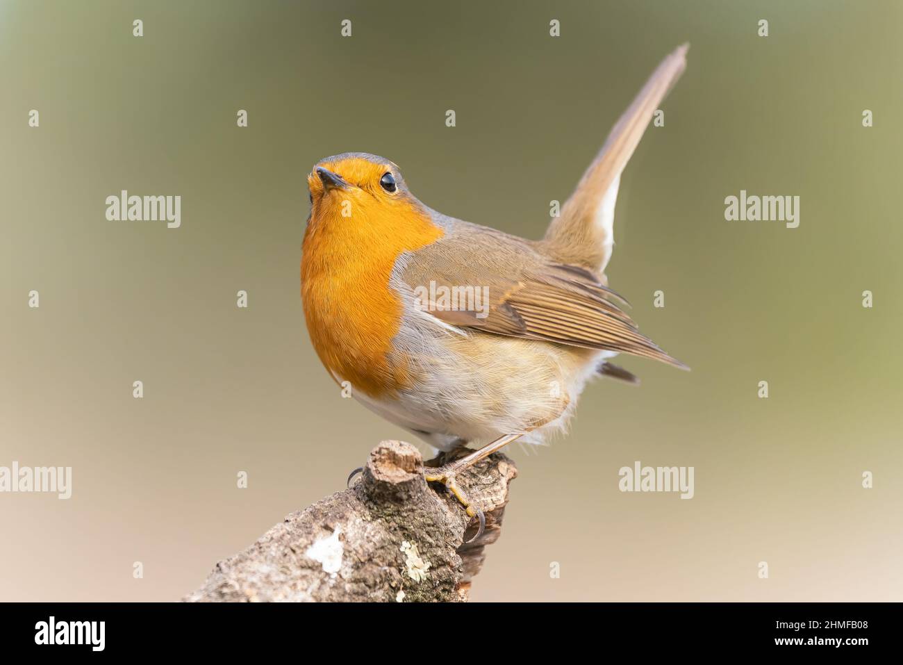 Baby infographics hi-res stock photography and images - Alamy