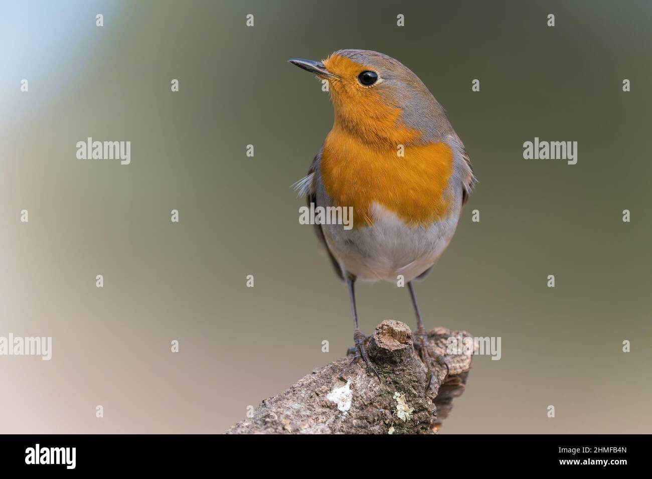 Insectivorous forest birds hi-res stock photography and images - Alamy