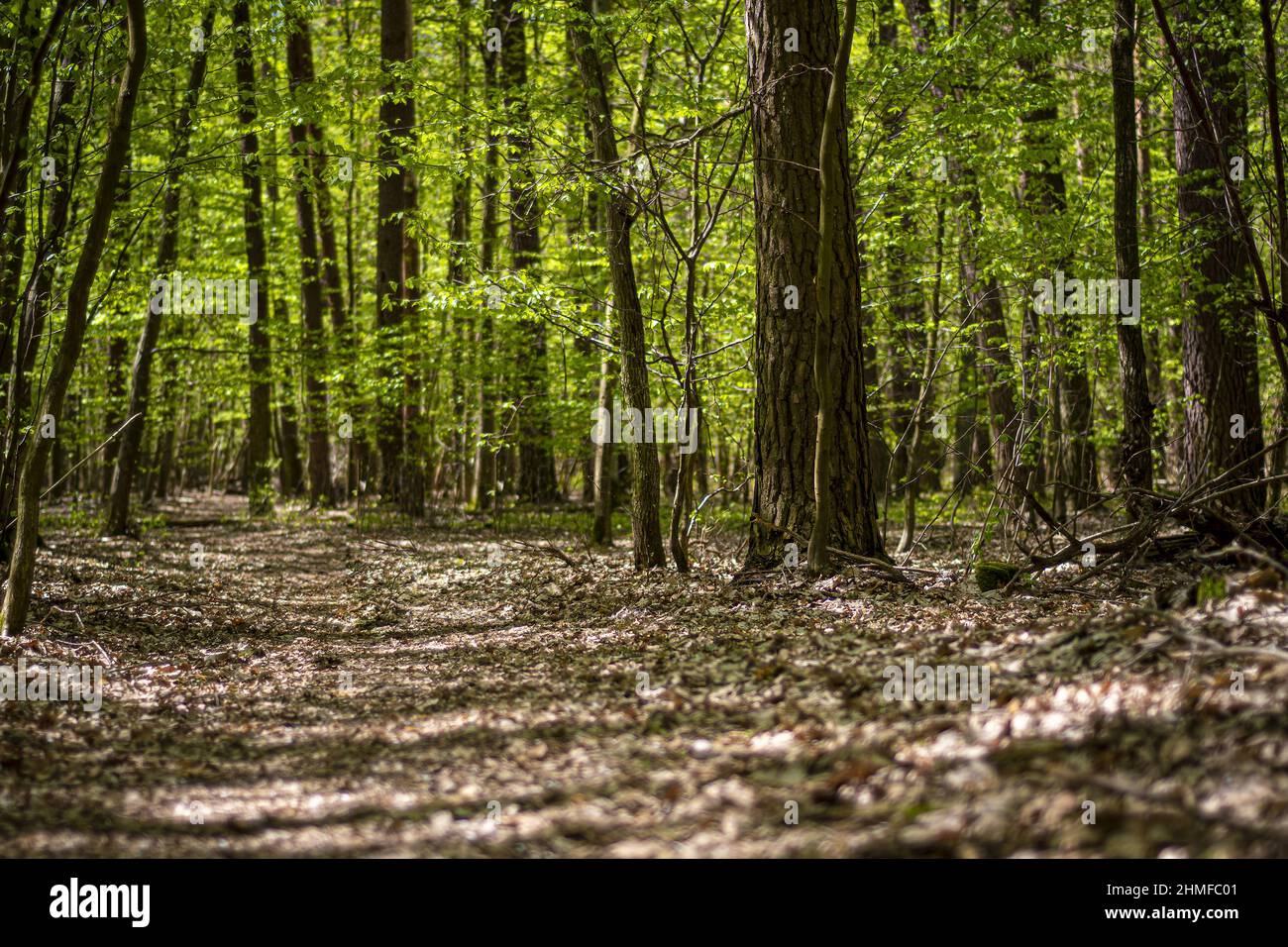 Walking trail through a bright green forest in Warsaw, Poland Stock ...