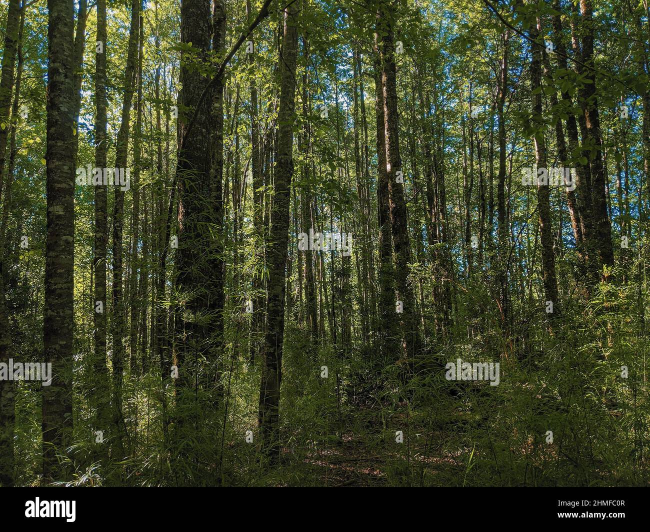 Tall green grass different plants hi-res stock photography and images ...