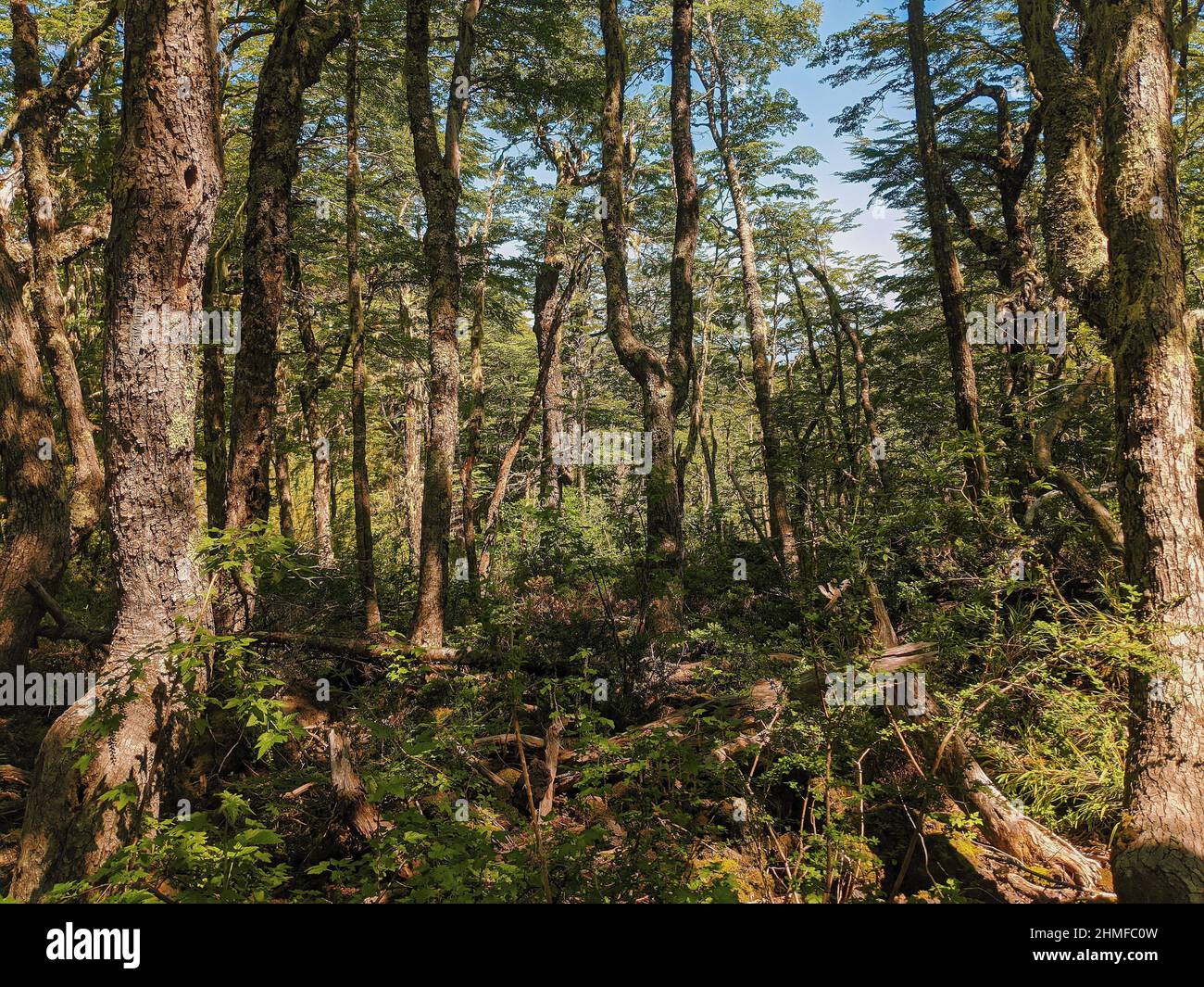 Beautiful shot growing trees hi-res stock photography and images - Alamy