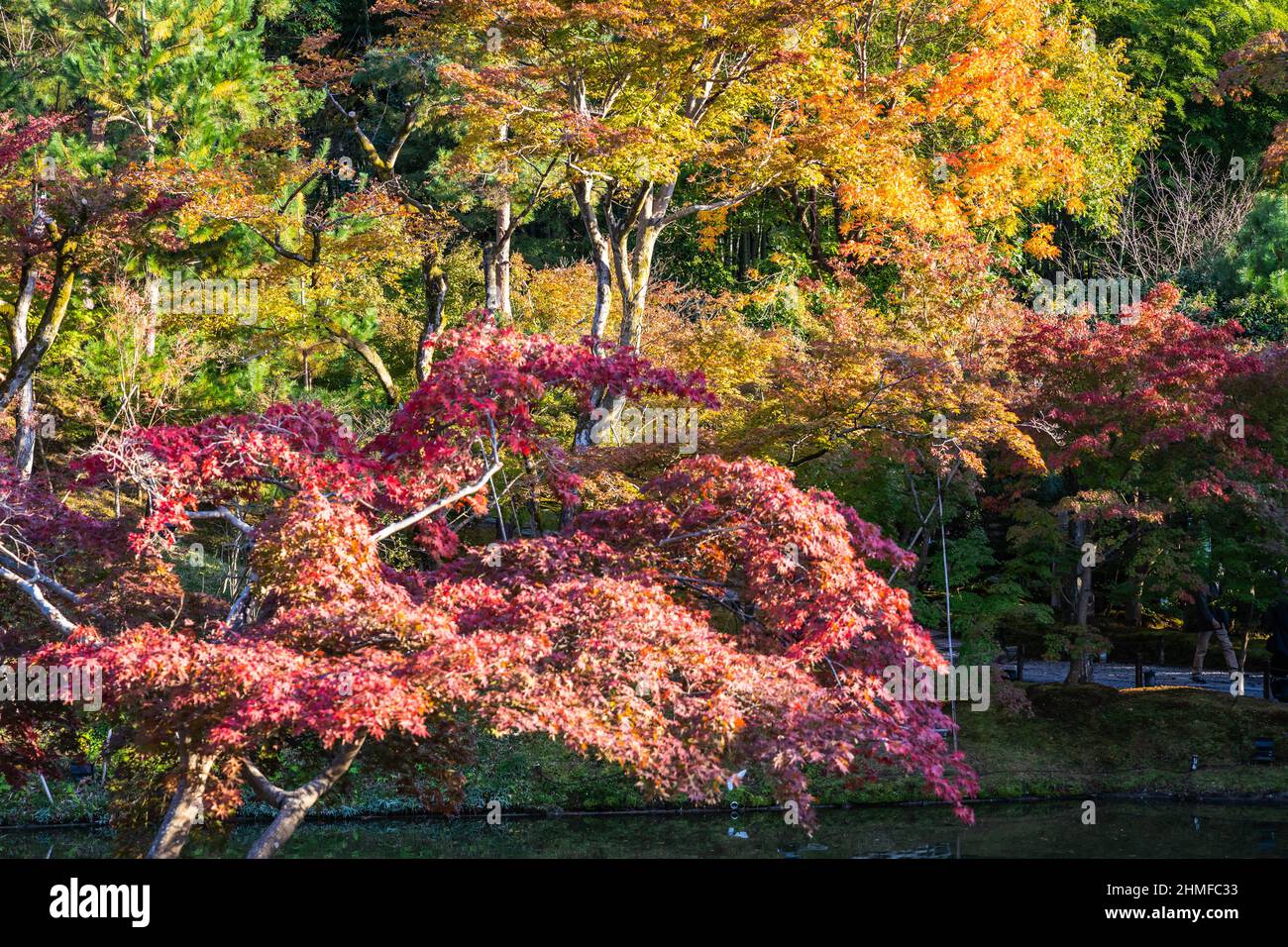 Trees full of fall colors at Kodaiji Temple in Kyoto Japan in daylight ...